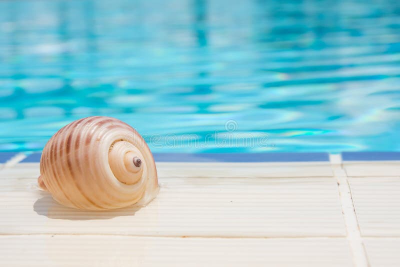 Summer sea shell stock image. Image of resort, tropical - 72195241