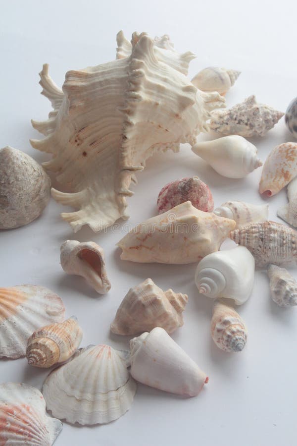 Summer seashell stock photo. Image of pearl, camera, coast - 96024410