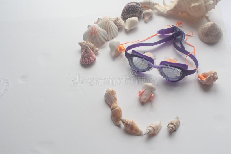 Summer seashell stock photo. Image of nature, face, mollusk - 96024536