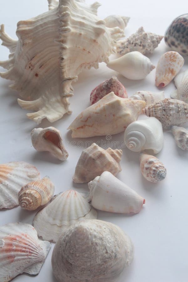 Summer seashell stock image. Image of ocean, nature, shells - 96024665