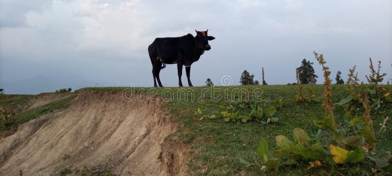 Summer Season Cow Enjoying Green Grace Stock Image - Image of enjoying ...