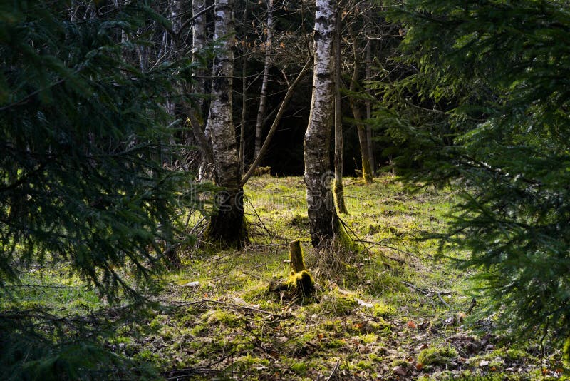 Summer Season Inside a Mixed Deciduous and Fir Forest Stock Photo ...