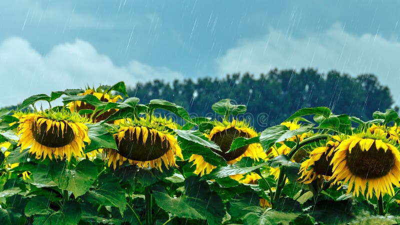 Sunflowers in rainy day stock photo. Image of nature - 121456958