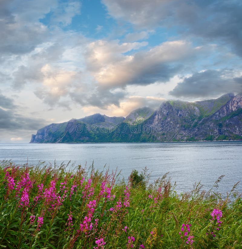 Summer Senja Coast Panorama, Norway Stock Photo - Image of norway ...