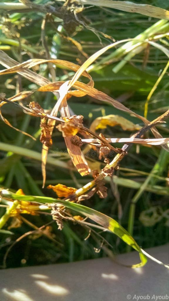 After summer stock photo. Image of outdoor, nature, earth - 163720994