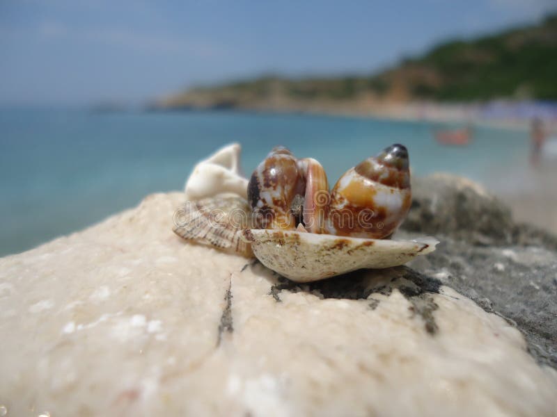 Summer stock image. Image of tupes, summer, shel, shells - 64199883