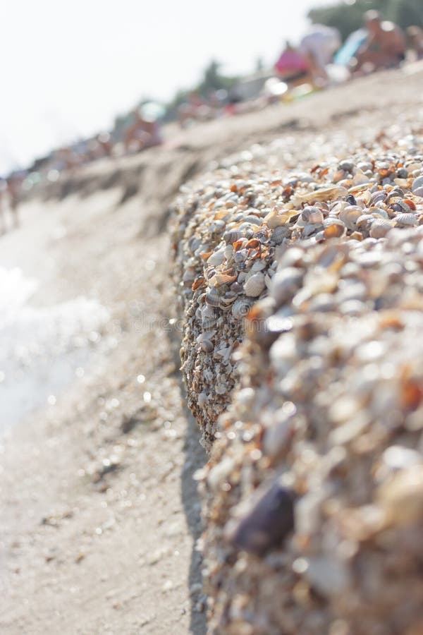 Summer shelly beach stock photo. Image of closeup, azov - 58675656