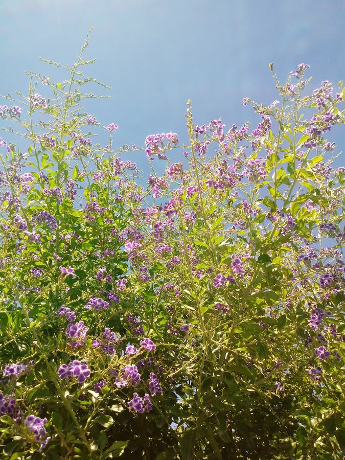 Summer Shrub Shows Its Violet Nature Stock Photo - Image of summer ...