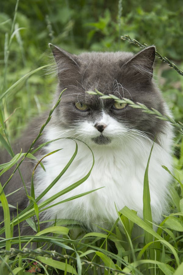 In Summer, Sitting in the Grass Greyish-white Fluffy Cat. Stock Image ...