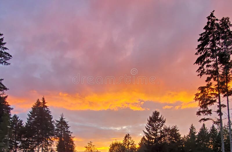 Summer Cedar Green Forest in Front of the Foggy High Mountains ...