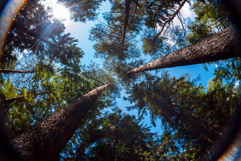View of Summer Sky through Trees Crowns Stock Image - Image of july ...