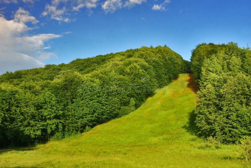 Summer Slope Cut Trough Dense Lush Forest. Stock Photo - Image of ...