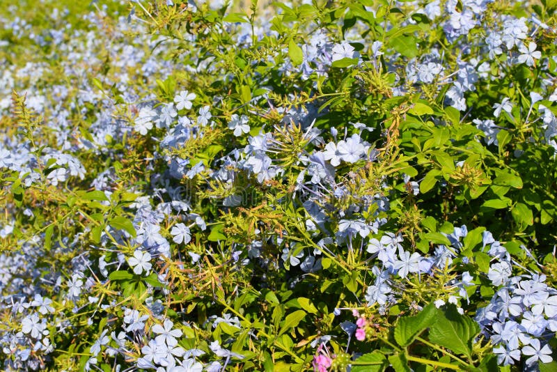 Summer Small Flowers Close-up in the Garden. Spring Blooming Buds Stock ...