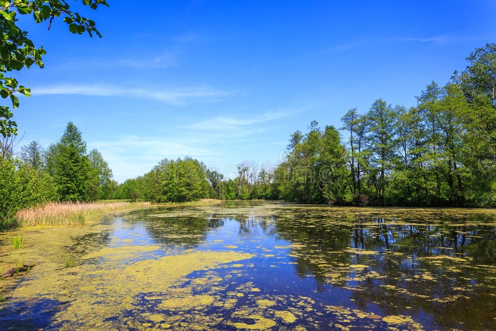 Summer on small lake stock photo. Image of countryside - 50664514