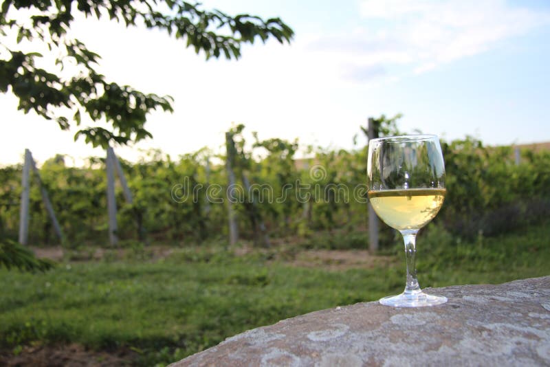 The Summer in Small Vineyard Stock Image - Image of green, small: 167506475