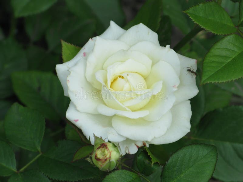 Summer Small White Rose Flower Stock Image - Image of flowerbed, rose: 103732411