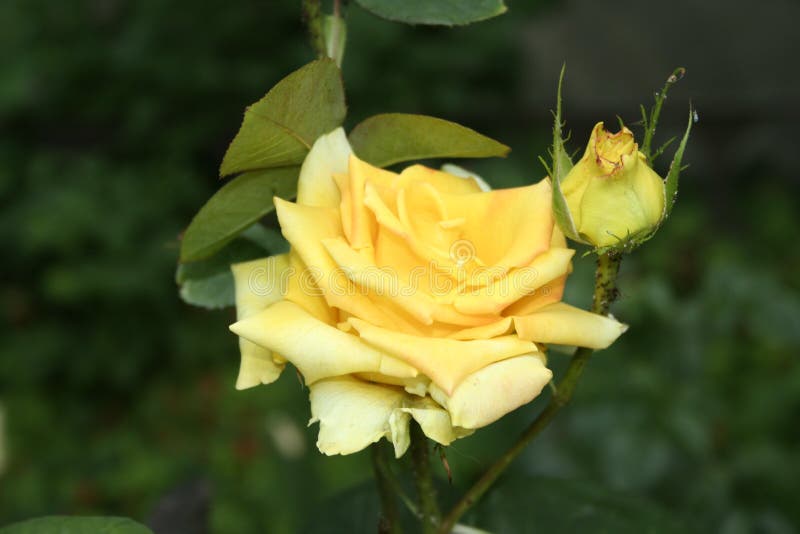 Summer Small Yellow Rose Flower Stock Image - Image of beautiful ...