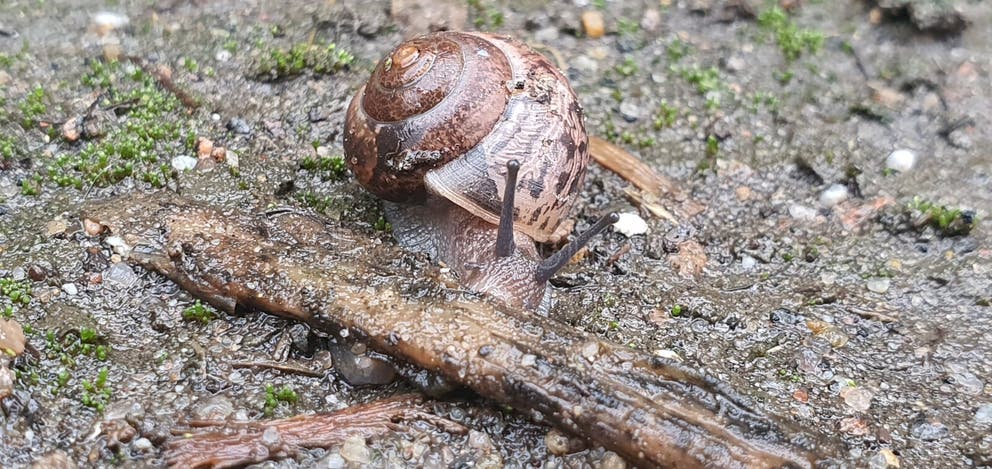 Summer snail on the run stock photo. Image of branch - 227724152