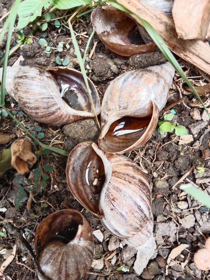 During the Summer, the Snails Die and Leave Their Shells Behind Stock ...