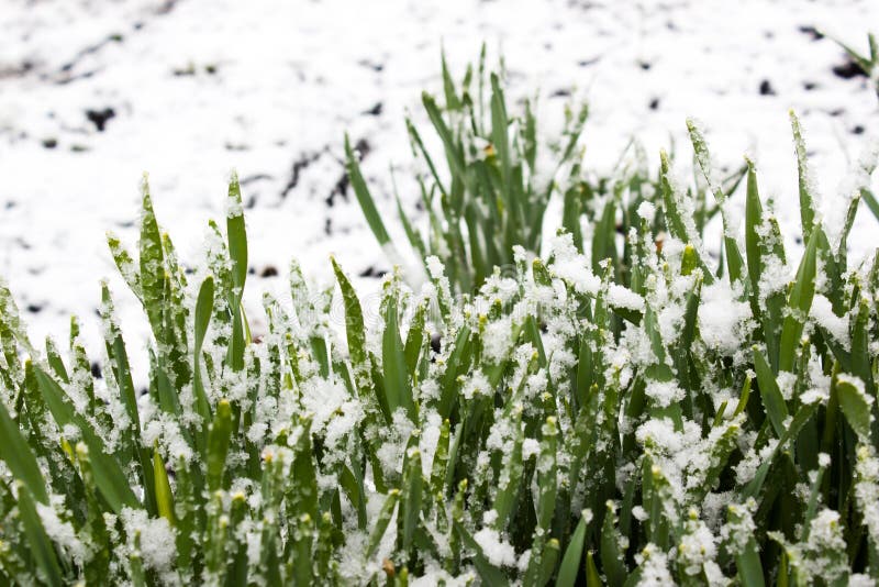 Summer snowfall. stock image. Image of cold, beautiful - 102416557