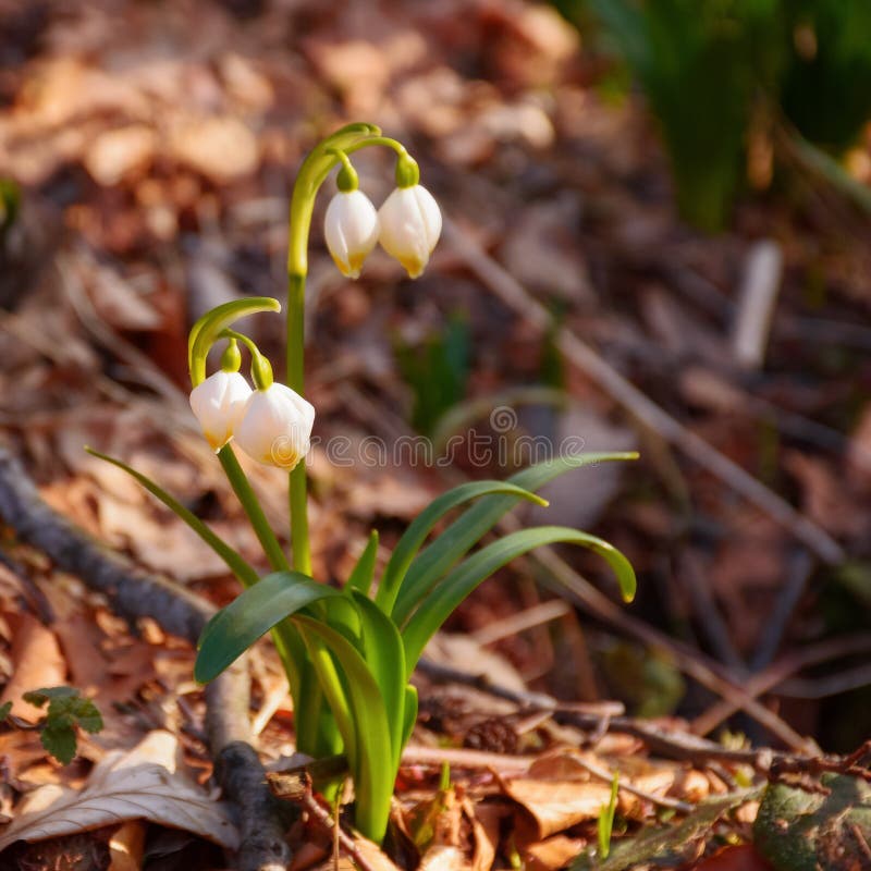 Summer Snowflake Blooming in the Forest Stock Photo - Image of blooming ...