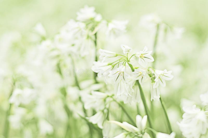Summer snowflake flower stock photo. Image of forest, blossom - 5172708