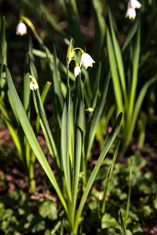 Summer Snowflake Flowers with Leaves Lit by the Sun Stock Photo - Image ...