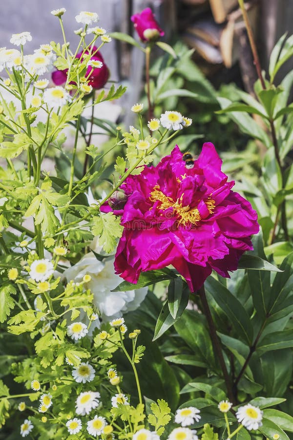 The Summer Solstice only Bloom at Night Stock Image - Image of solstice ...