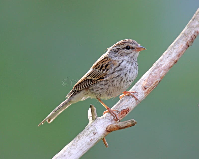 Juvenile Chipping Sparrow stock photo. Image of passerina - 32955826