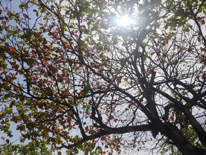 Summer Soon Be Changed To Fall Season Stock Photo - Image of summer ...