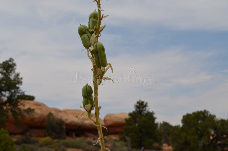 Seed Pod of Yucca Plant stock image. Image of blue, summer - 25322247