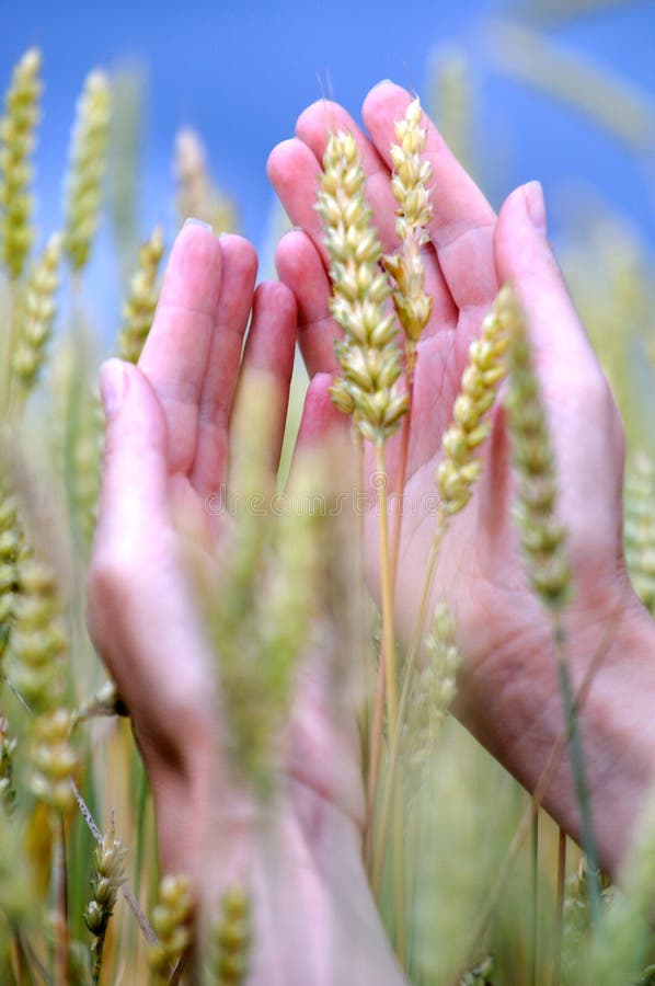 Summer Spike In Woman Hands Stock Photo - Image of crop, healthy: 10568062