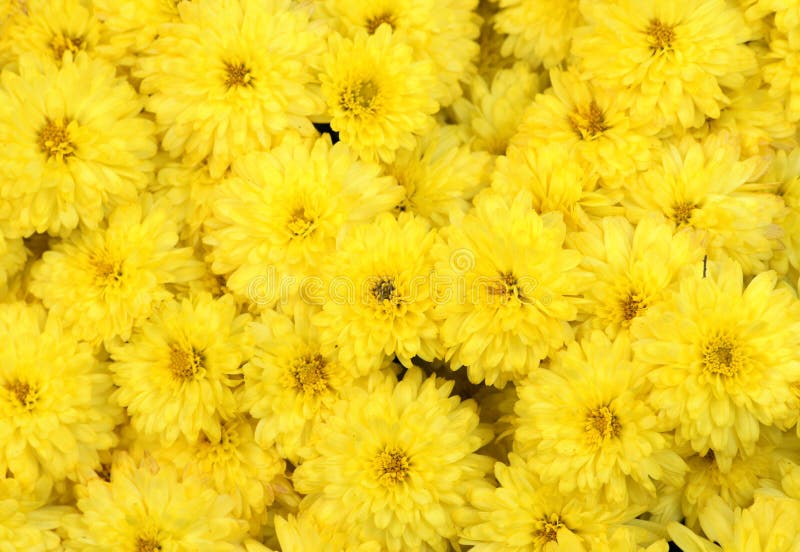 Summer Spirit stock image. Image of flower, mums, fall - 3388331