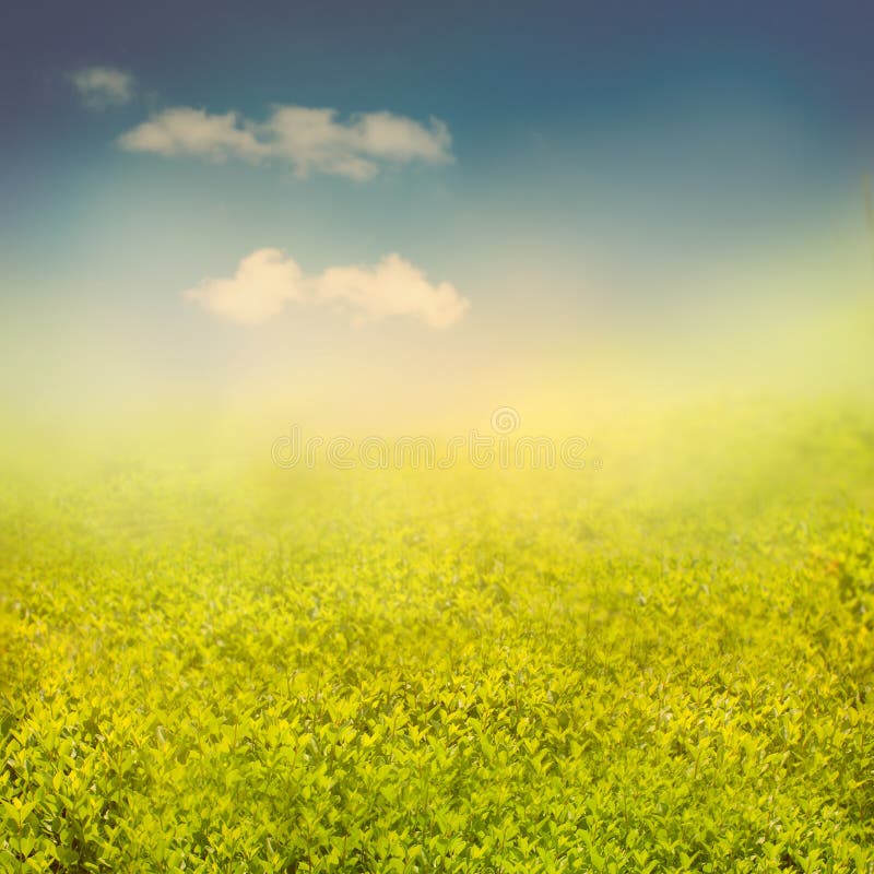 Spring background stock photo. Image of focus, flora - 18924172