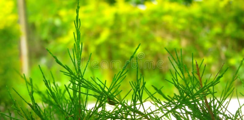 Summer Spring Background with Blurred Green Plants Background,sunlight ...