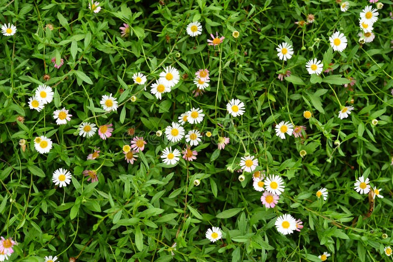 Summer or Spring Beautiful Garden Stock Photo - Image of grass, road ...