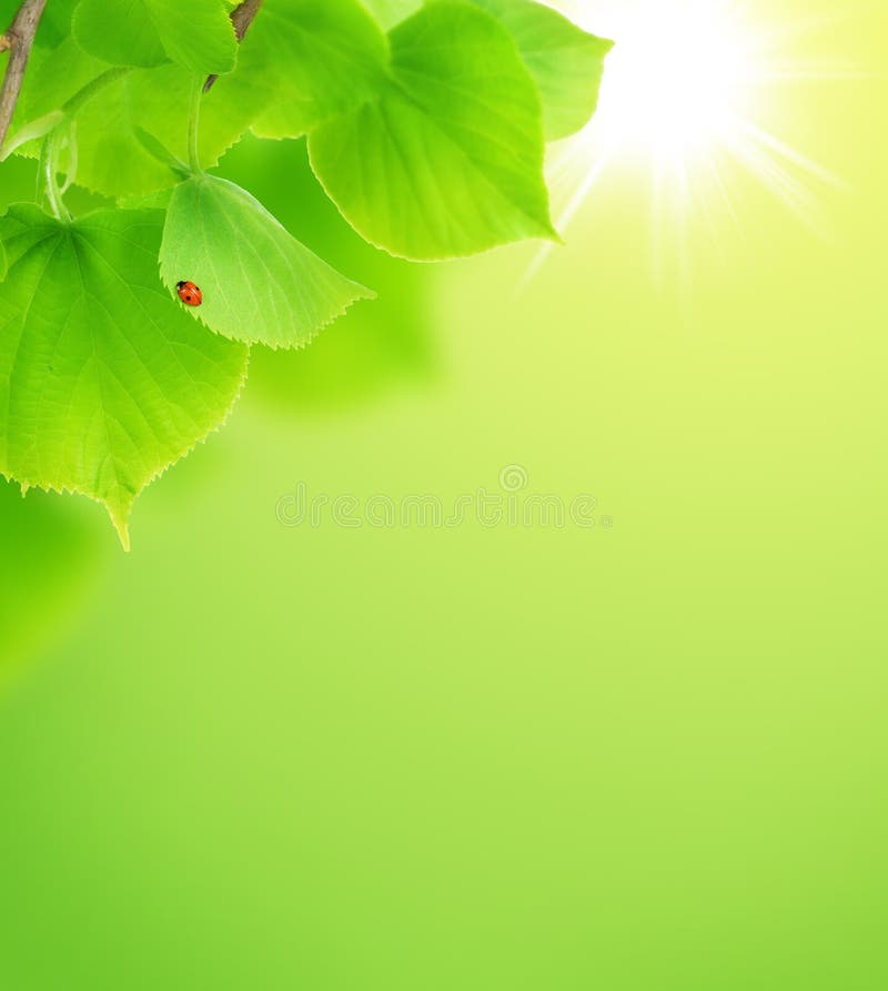 Summer/Spring Concept stock photo. Image of environments - 9664284