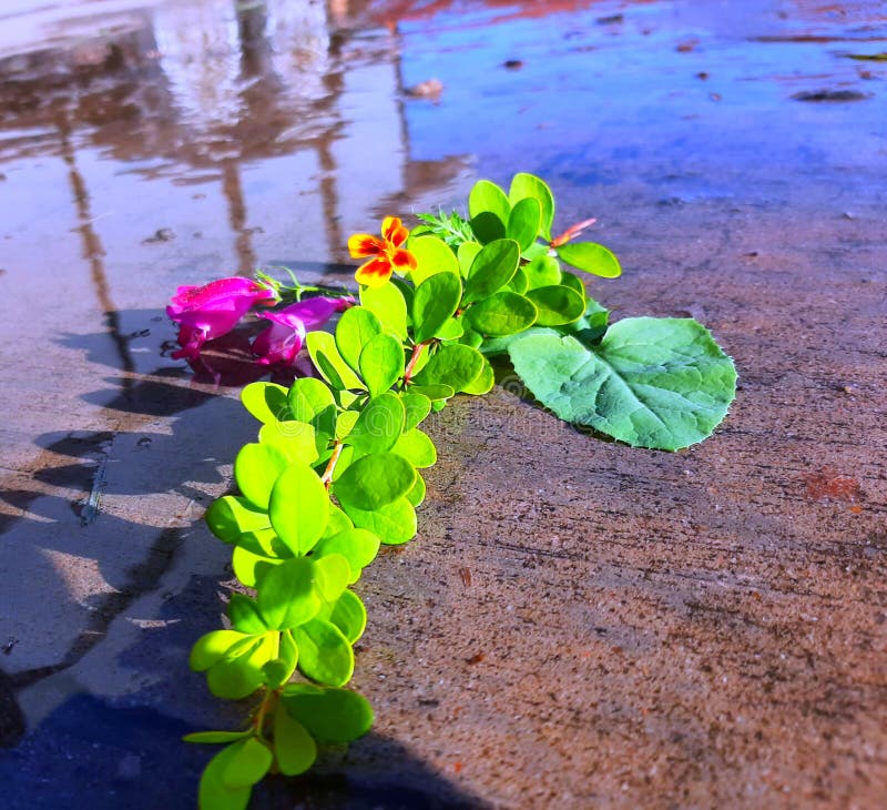 Summer Spring Fall Flowers Boon Colorful Work Shallow Reflection Black ...