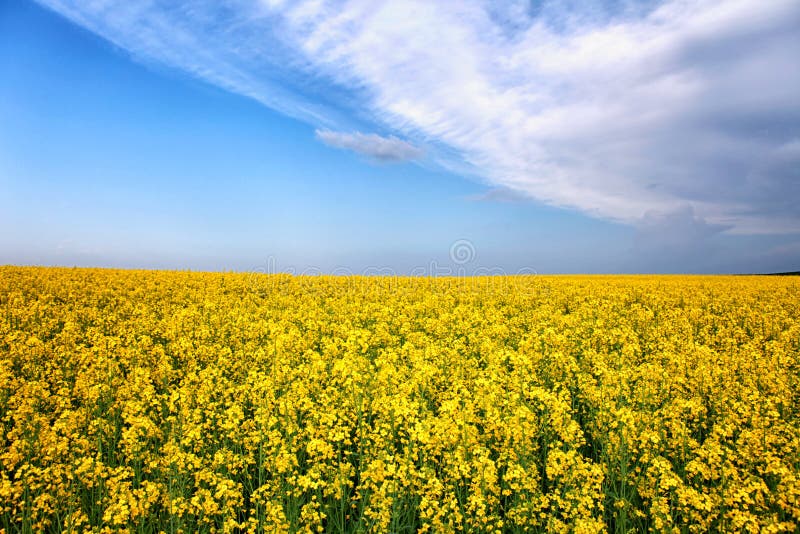 Summer Spring Yellow Flower Field Stock Image - Image of botany ...