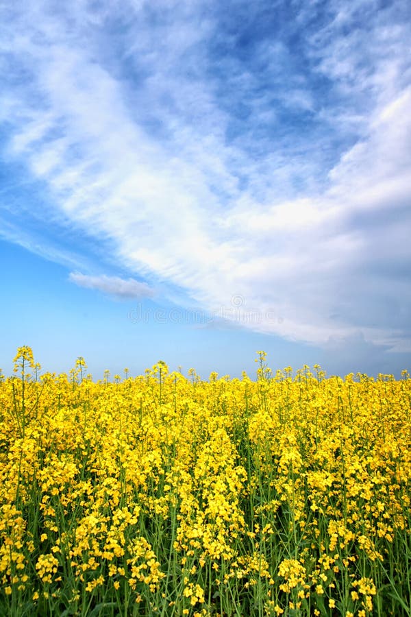 Summer Spring Yellow Flower Field Stock Photo - Image of freedom, cloud ...