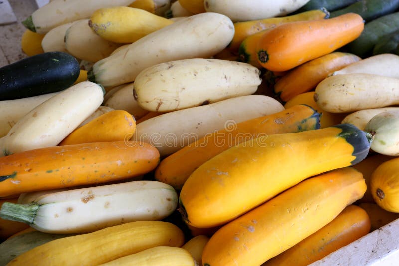 Summer Squash on Display stock photo. Image of closeup - 251614344