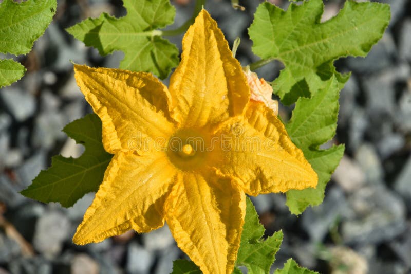 Summer Squash Flowering in a Vegetable Garden Stock Image - Image of ...