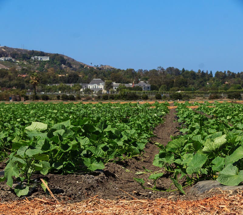Summer squash garden stock image. Image of industry, land - 58984765