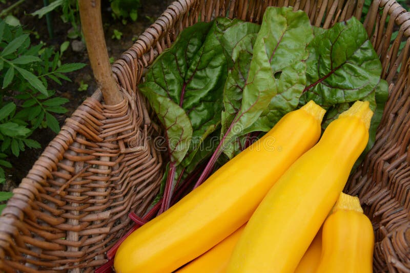 Summer Squash and Red Chard Harvested in a Basket Stock Image - Image ...