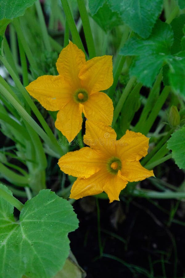 Summer Squash Yellow Flower in a Vegetable Garden Stock Photo - Image ...