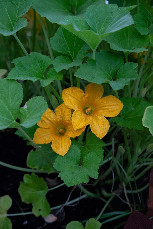 Summer Squash Yellow Flower in a Vegetable Garden Stock Photo - Image ...