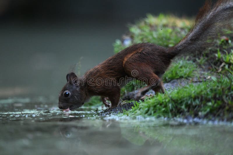 Squirrel Drinks Out of the Water Pool Stock Image - Image of nature ...
