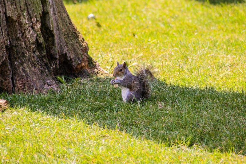 Summer Squirrel eat a Nut stock image. Image of nature - 85789309