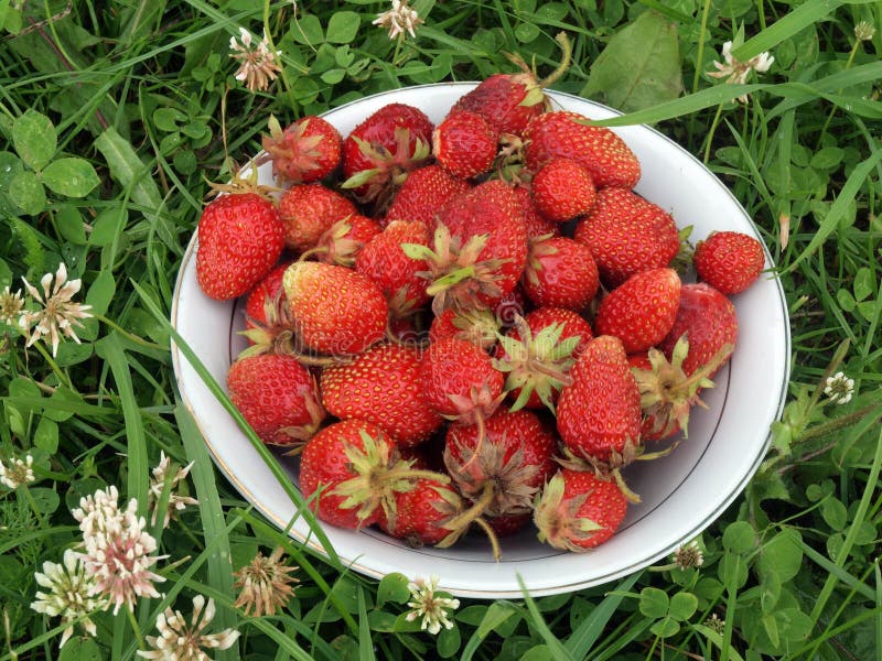 Summer strawberry stock photo. Image of dinner, fresh - 15485196