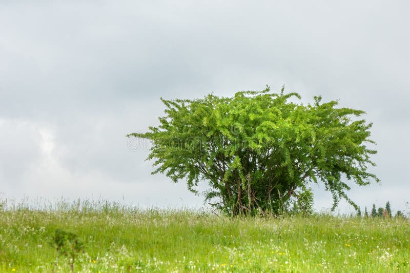 Summer, Summertime, Summer-tree Stock Photo - Image of country, meadow ...